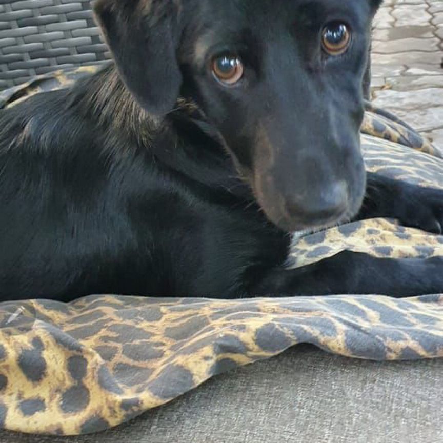 Щенок Мишуля