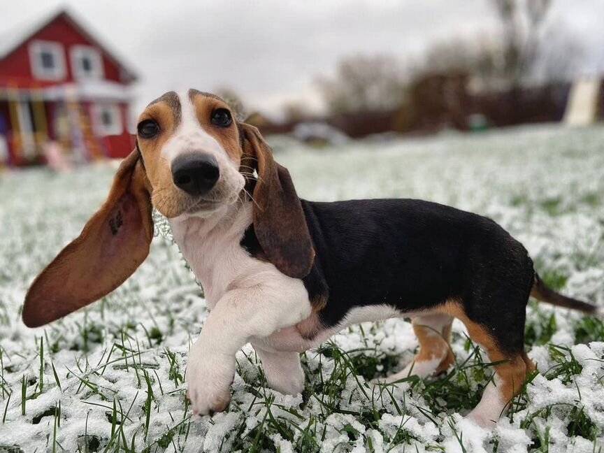 Бигль / Артезиано - нормандский Бассет
