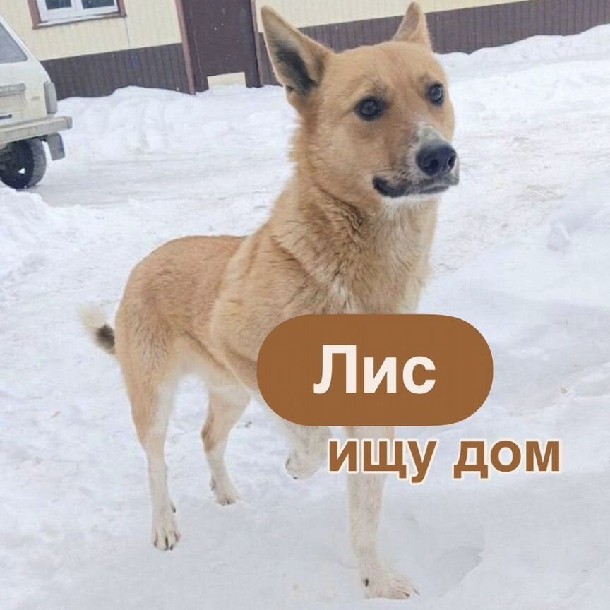Взрослый пёс в добрые руки