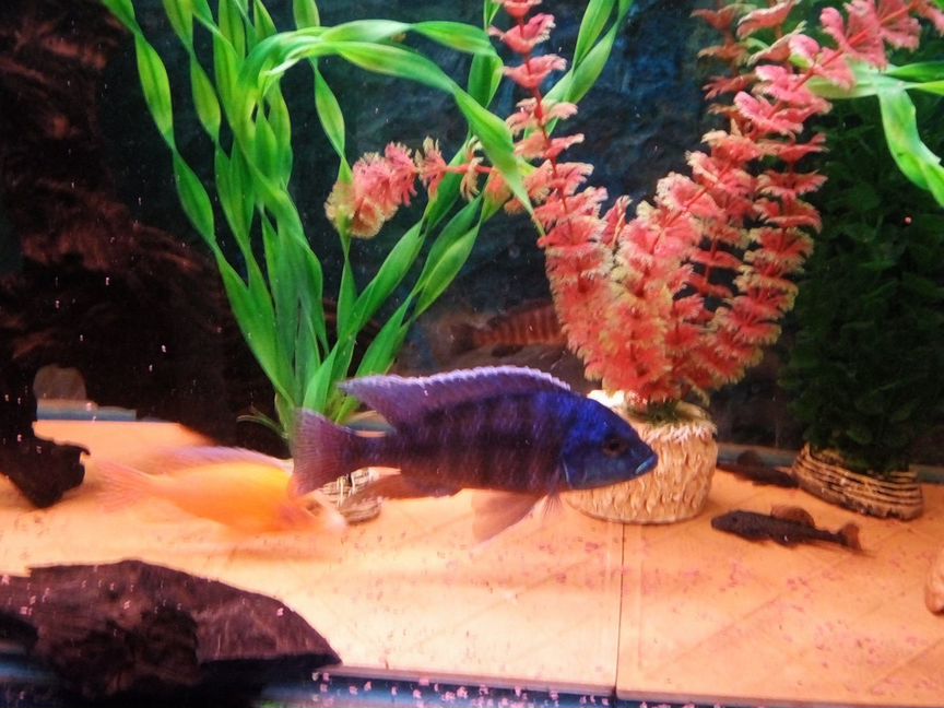 Аквариумные рыбки цихлиды