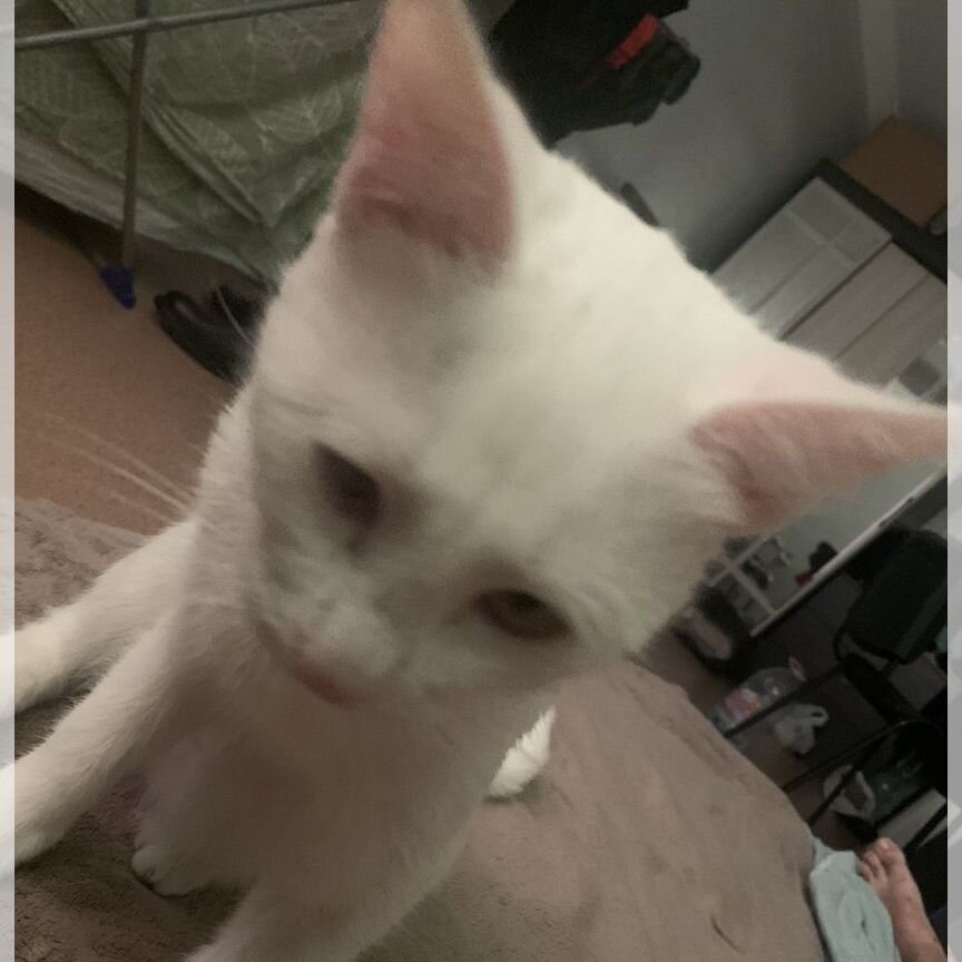 Анатолийская кошка