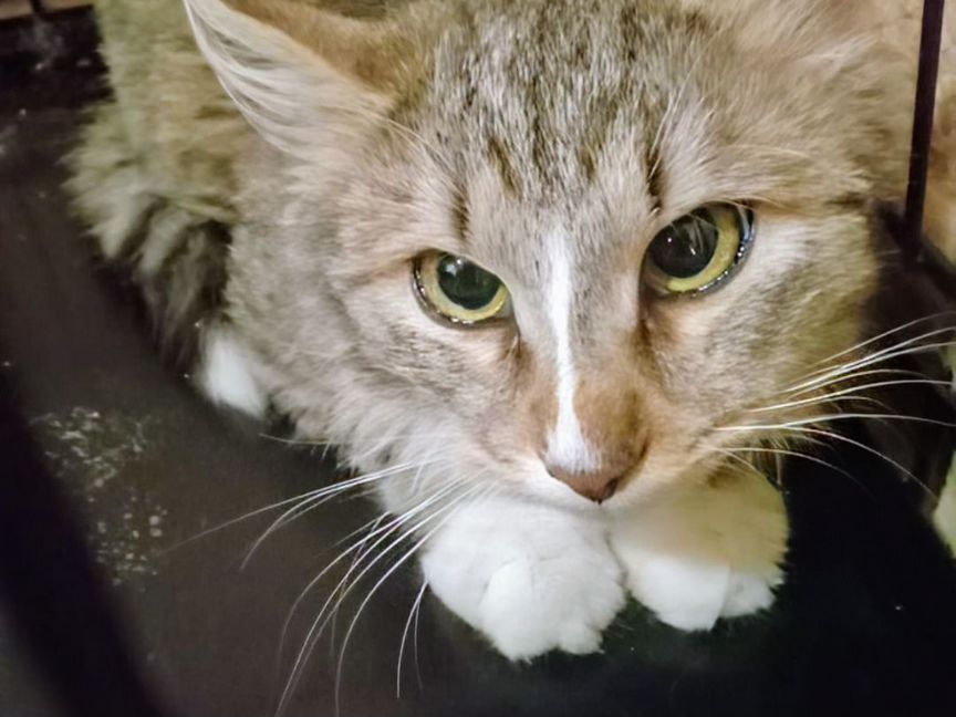 Котенок пушистая сибирская кошка Жужа