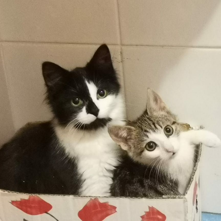 Котята