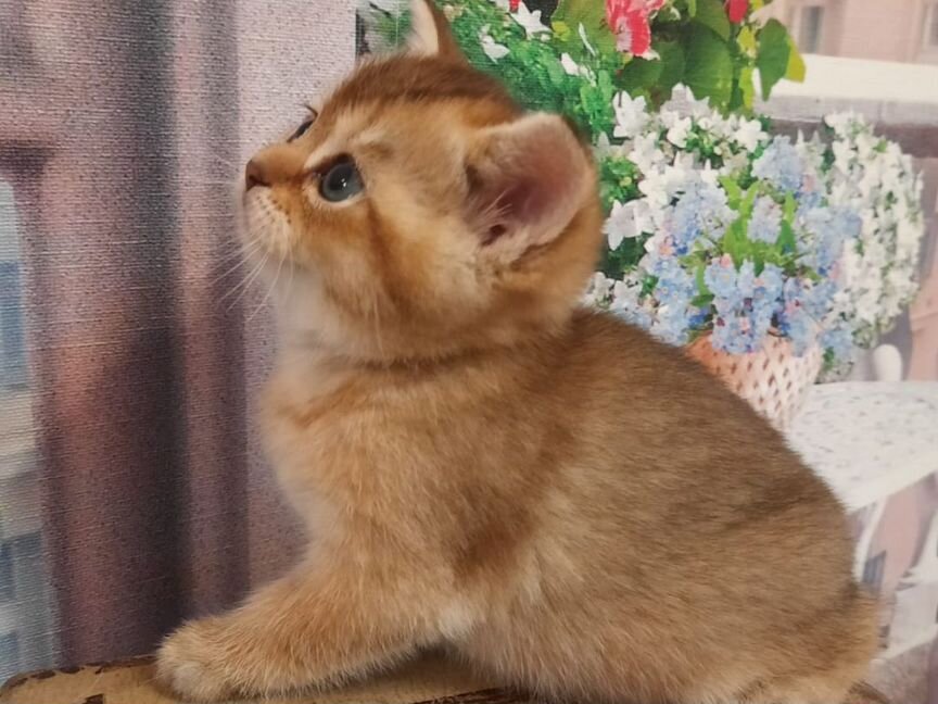 Шотландские котята-комочки счастья