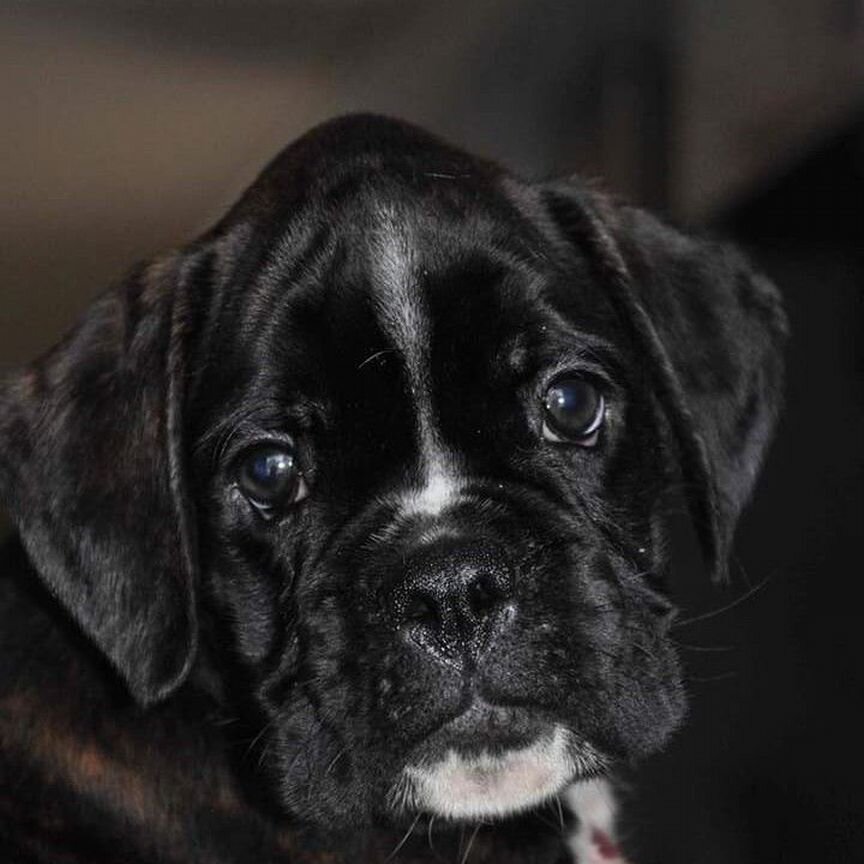 Щенки Боксера