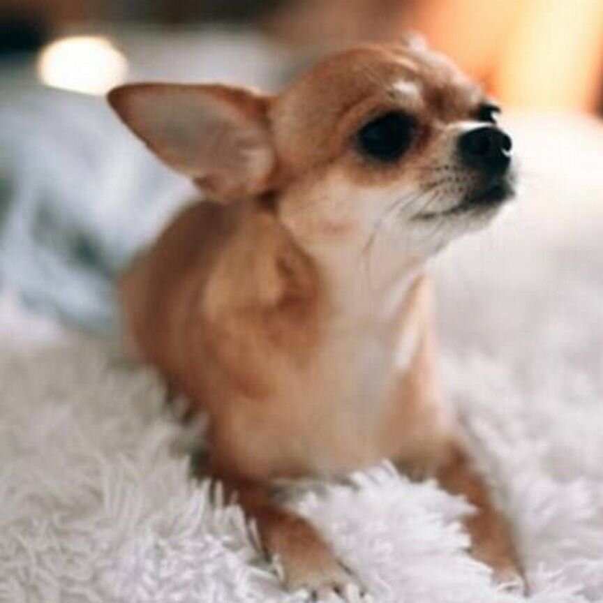 Чихуахуа, взрослая собака