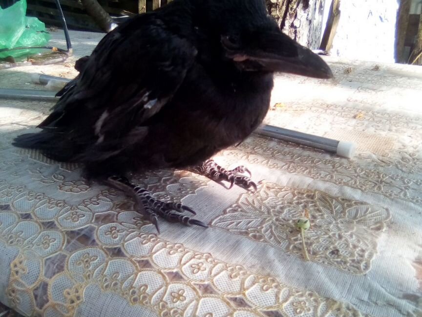 Воронята девочки и мальчики