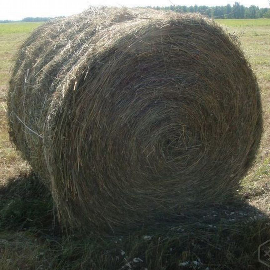 Сено в рулонах