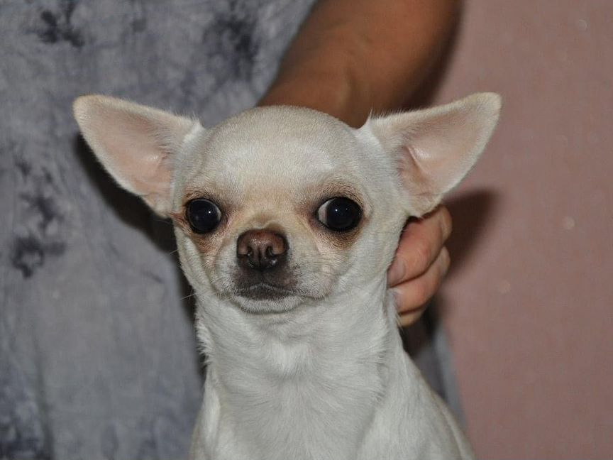 Чихуахуа взрослые девочки, не для разведения