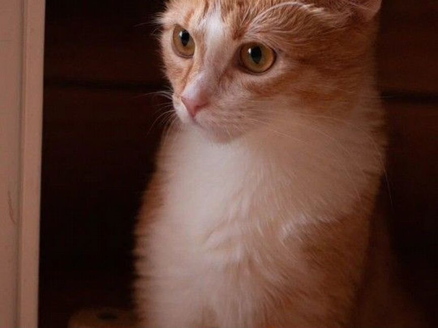 Евсея- нежная скромница в ожидании Семьи