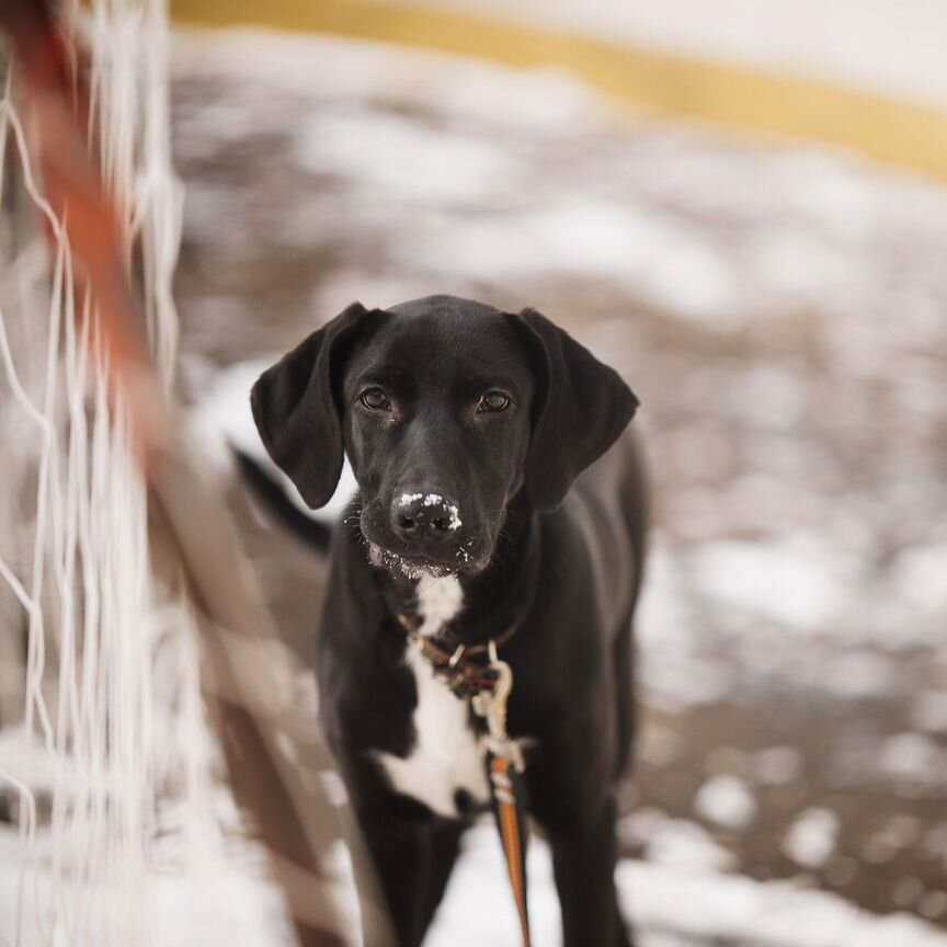 Красавица Марго