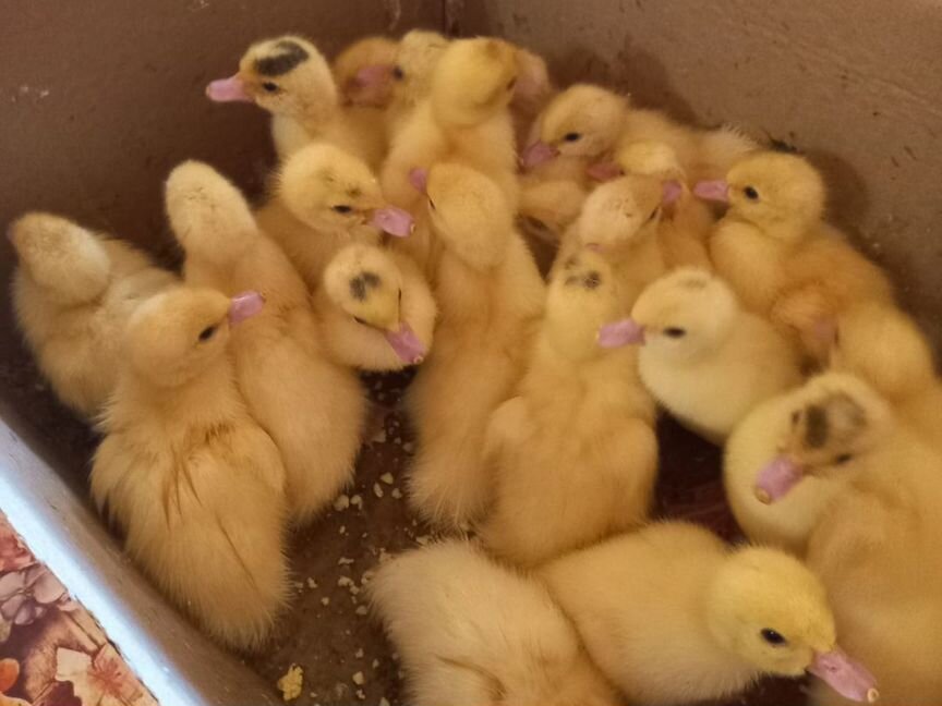 Мускусные утки, утята (индоутки)