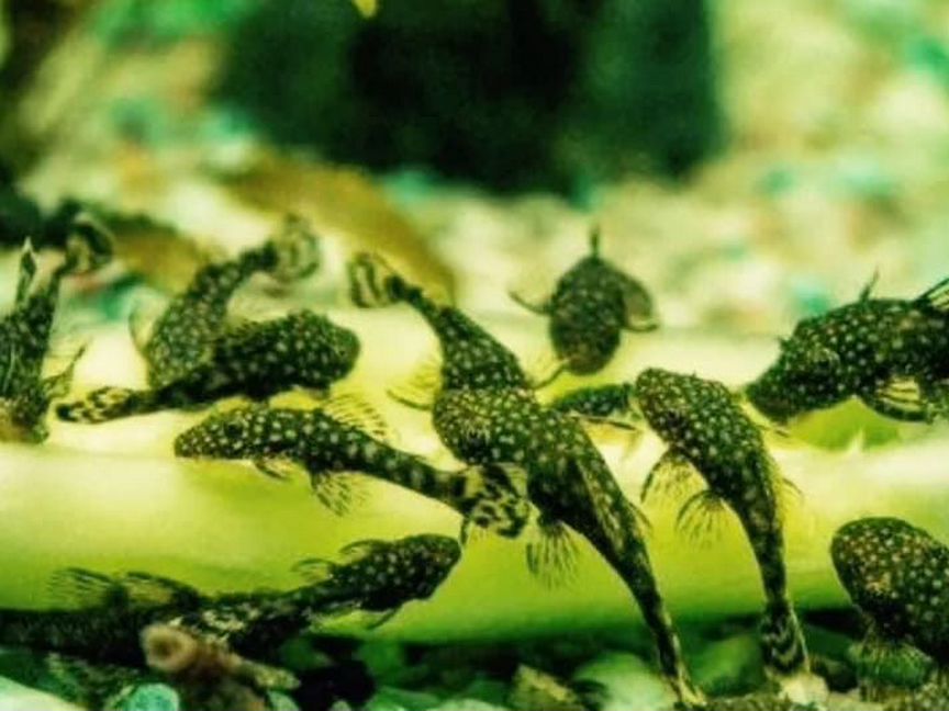 Анциструс мальки