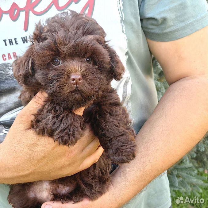 Малыш мальтипу, очаровательный медвежонок