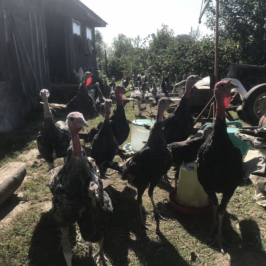 Индюшата подросшие