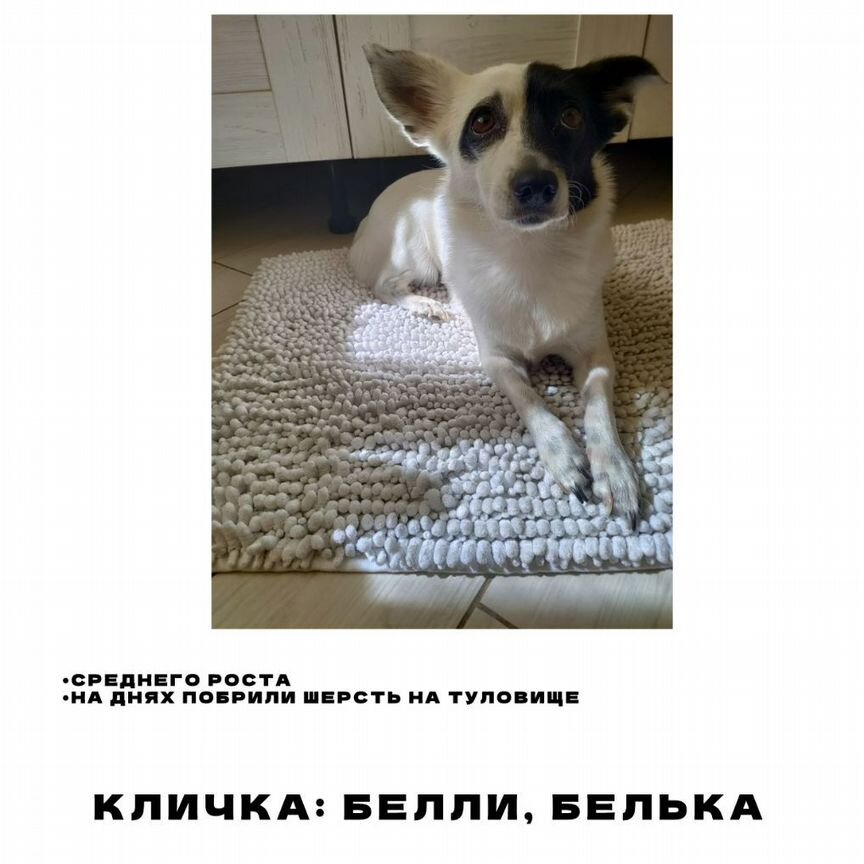 Потерялась собака