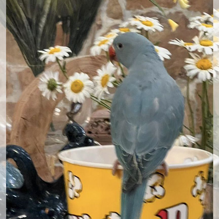 Ожереловый попугай ручной