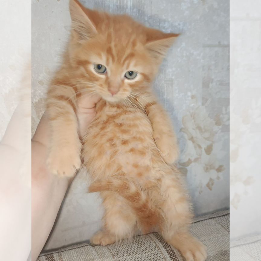 Британский короткошёрстный котёнок