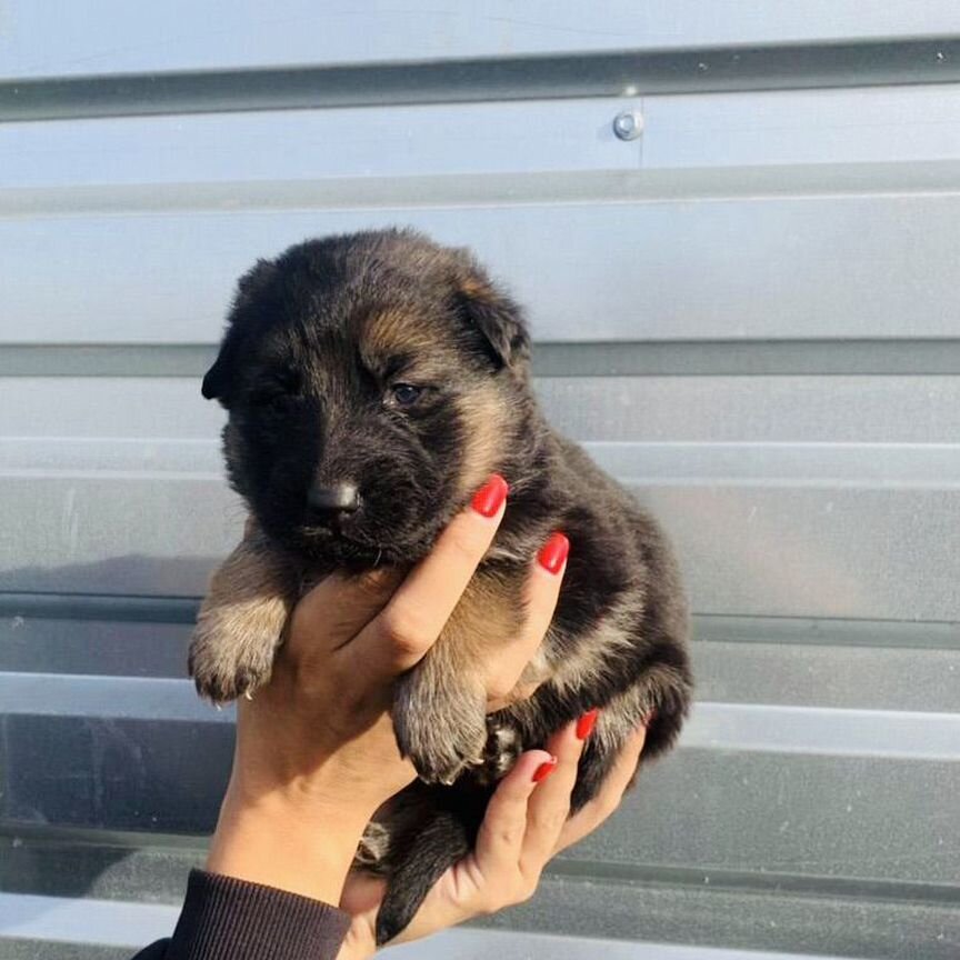 Щенки немецкой овчарки