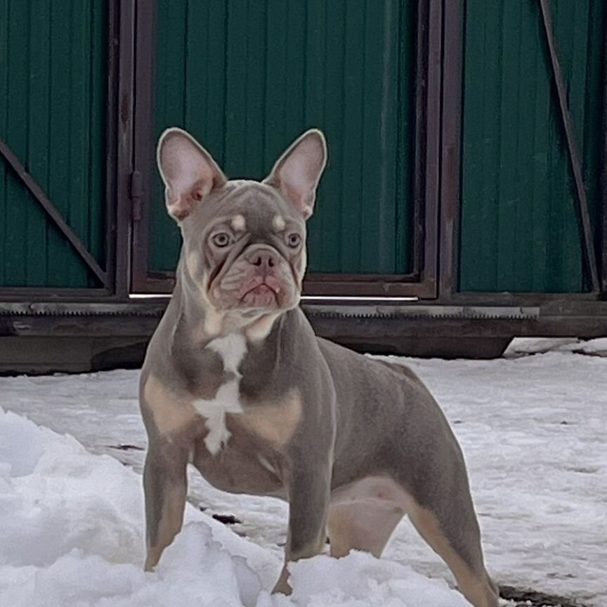 Французский бульдог щенки