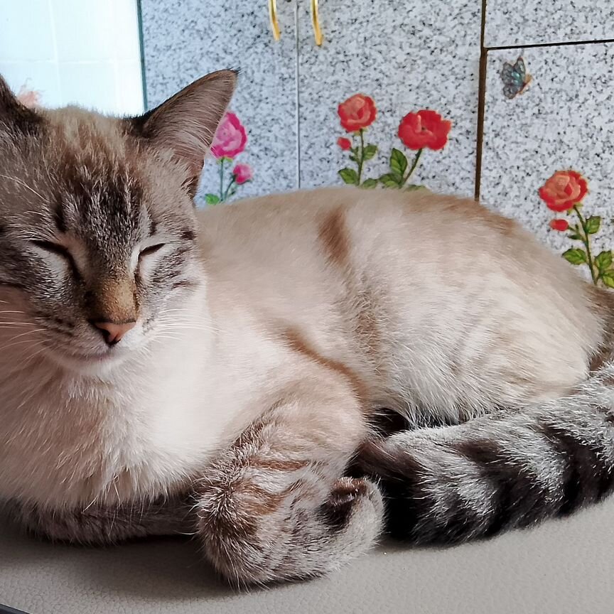 Кот. 7 месяцев