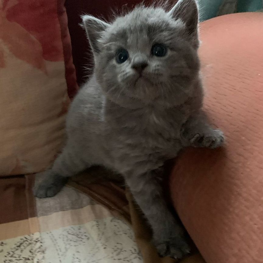 Британские кошечка