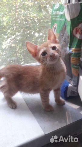 Котята ребята