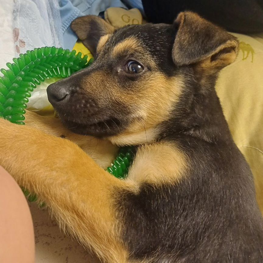 Немецкая овчарка, щенок