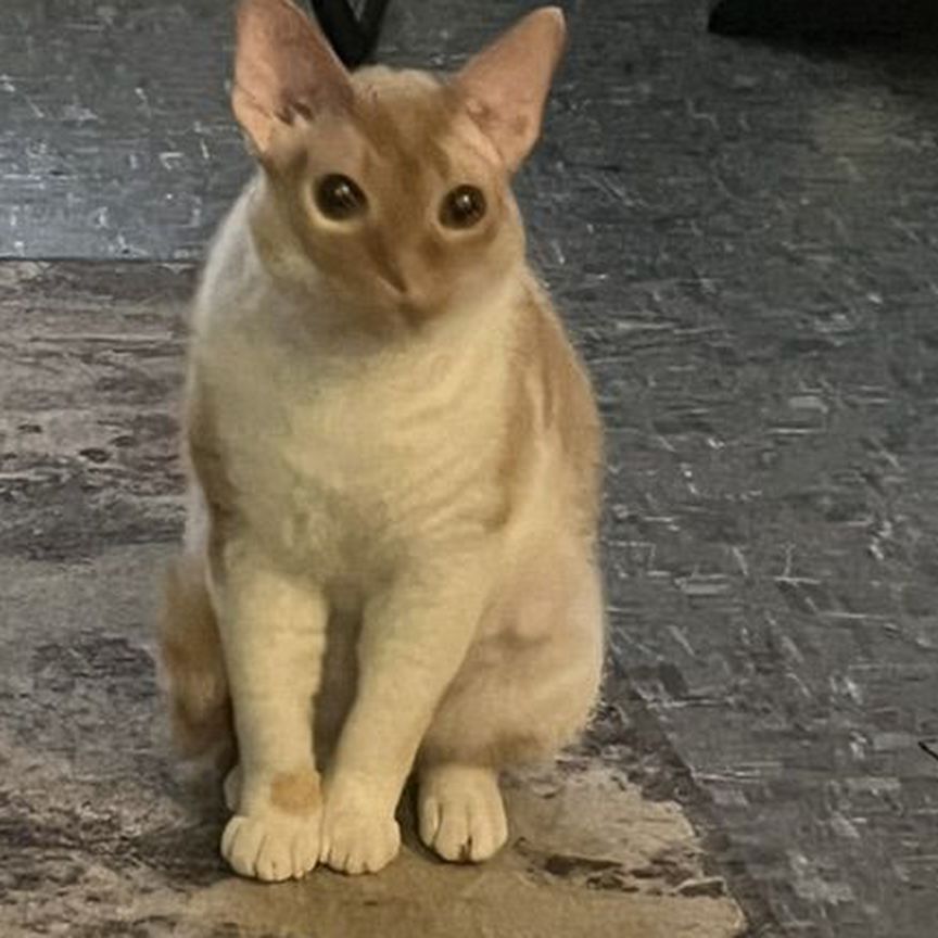 Отдам кота в добрые руки