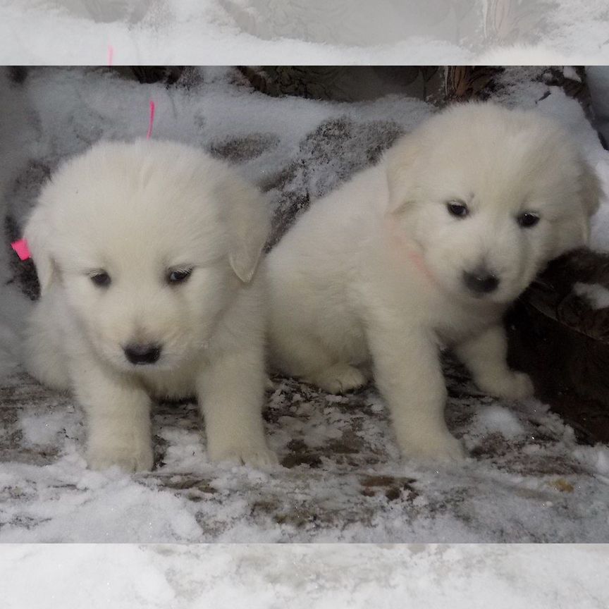 Мареммо-абруццкая овчарка, щенок