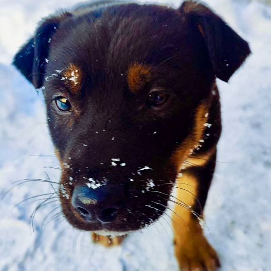 Щенок в добрые руки