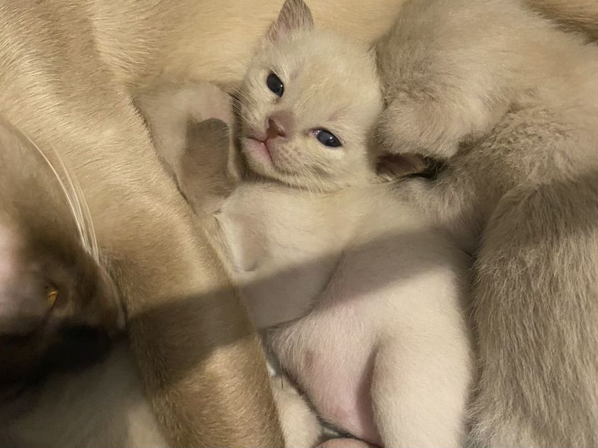 Бурманские котята