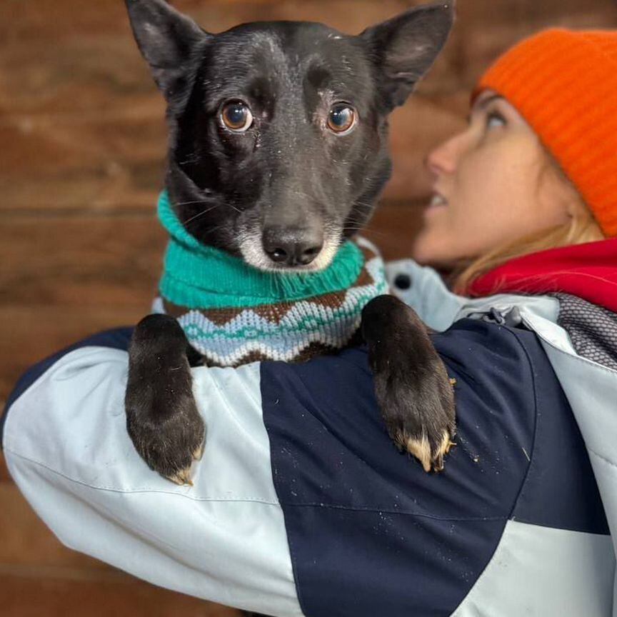 Взрослая собака в добрые руки