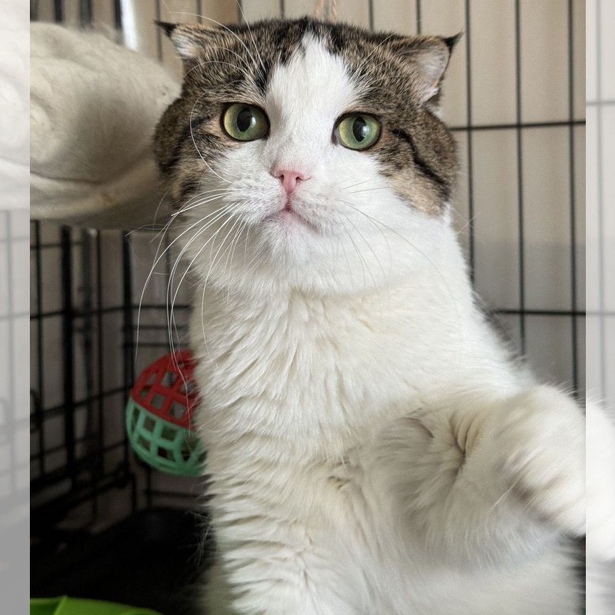 Коты в добрые руки
