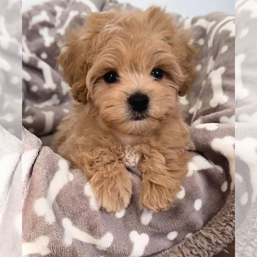 Мальтипу, щенок