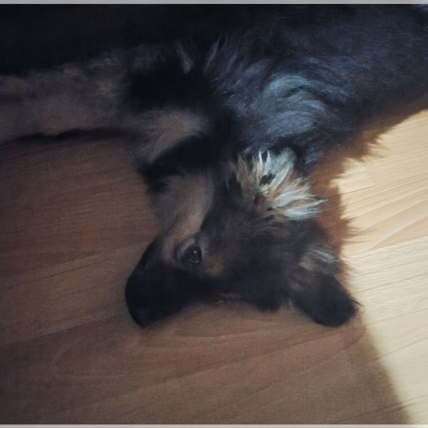 Немецкая овчарка, щенок