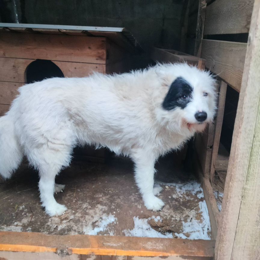 В добрые руки