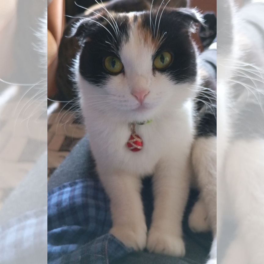 Котенок вислоухий