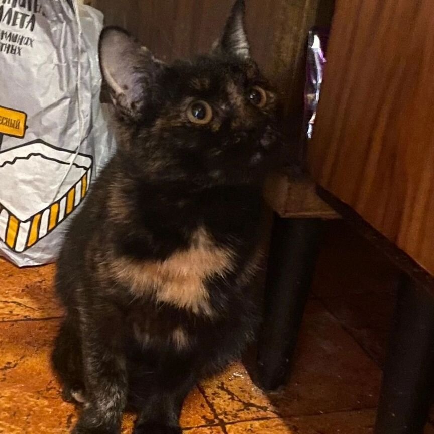 Маленькая кошечка