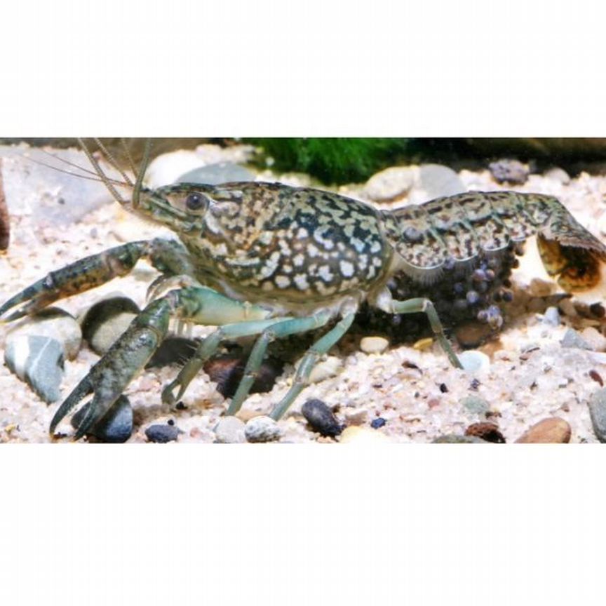 Аквариумные раки