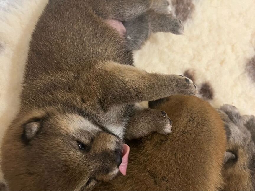 Сиба малыш щенок Шиба ищет родителей