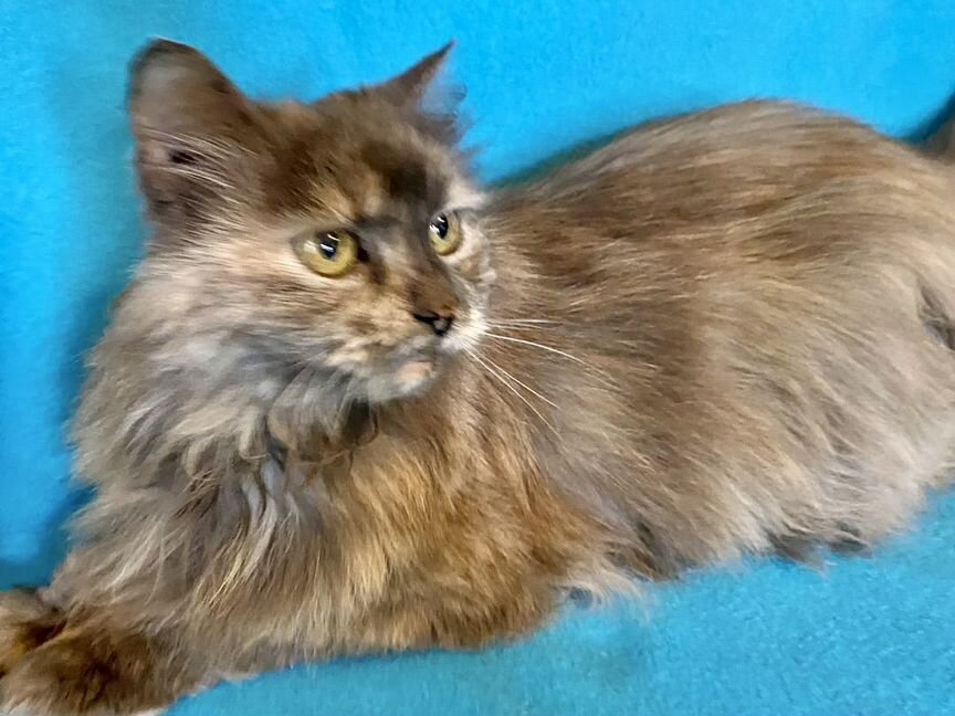 Кошка-сиротка после смерти хозяйки ищет дом