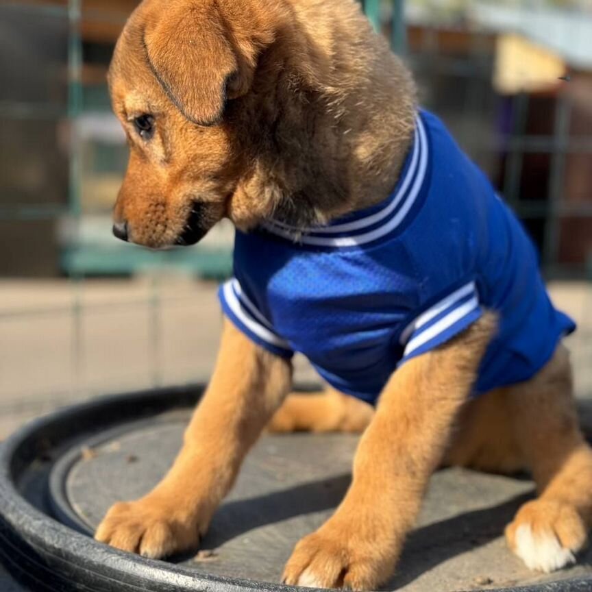 Рыжий щенок очень грустит за решёткой приюта