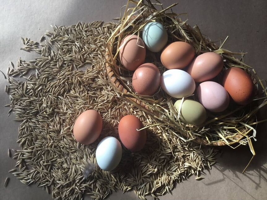 Продаем инкубационное яйцо от кур несушек разных п