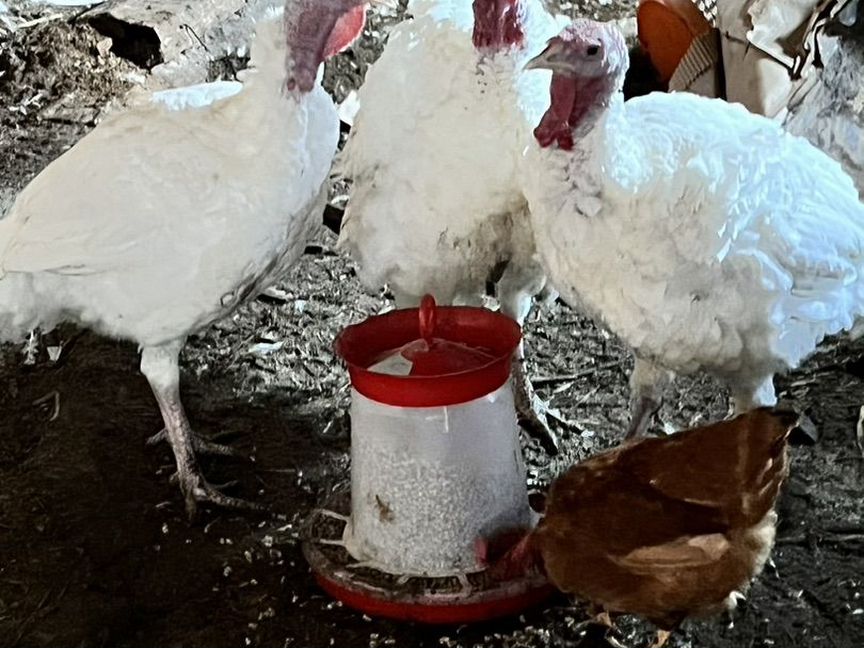 Продам домашних птиц