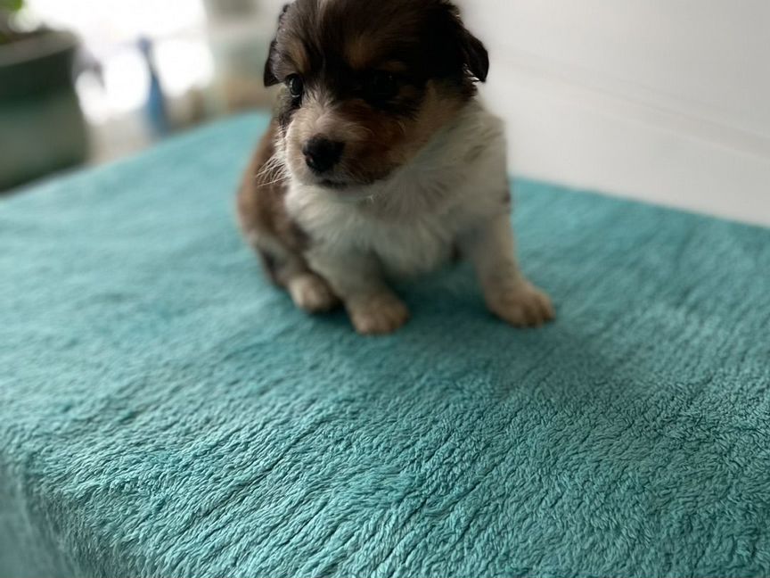 Вельш корги кардиган