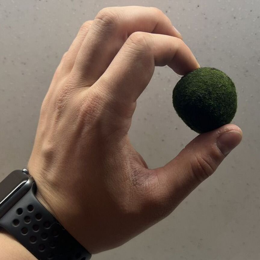 Растение аквариумное кладофора