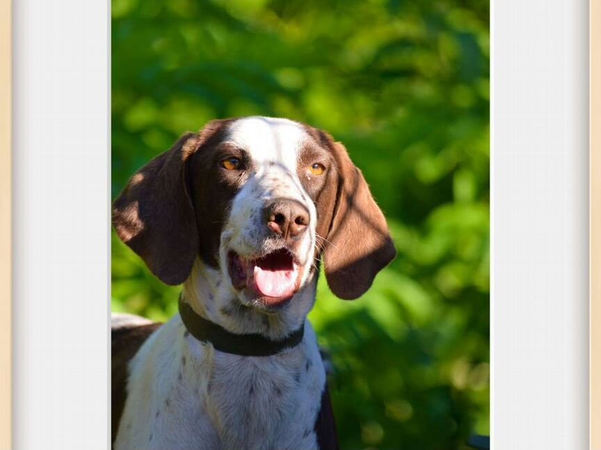 Курцхаар(очка) в добрые руки