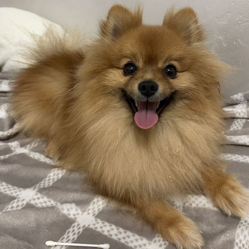 Померанский шпиц, взрослый пёс