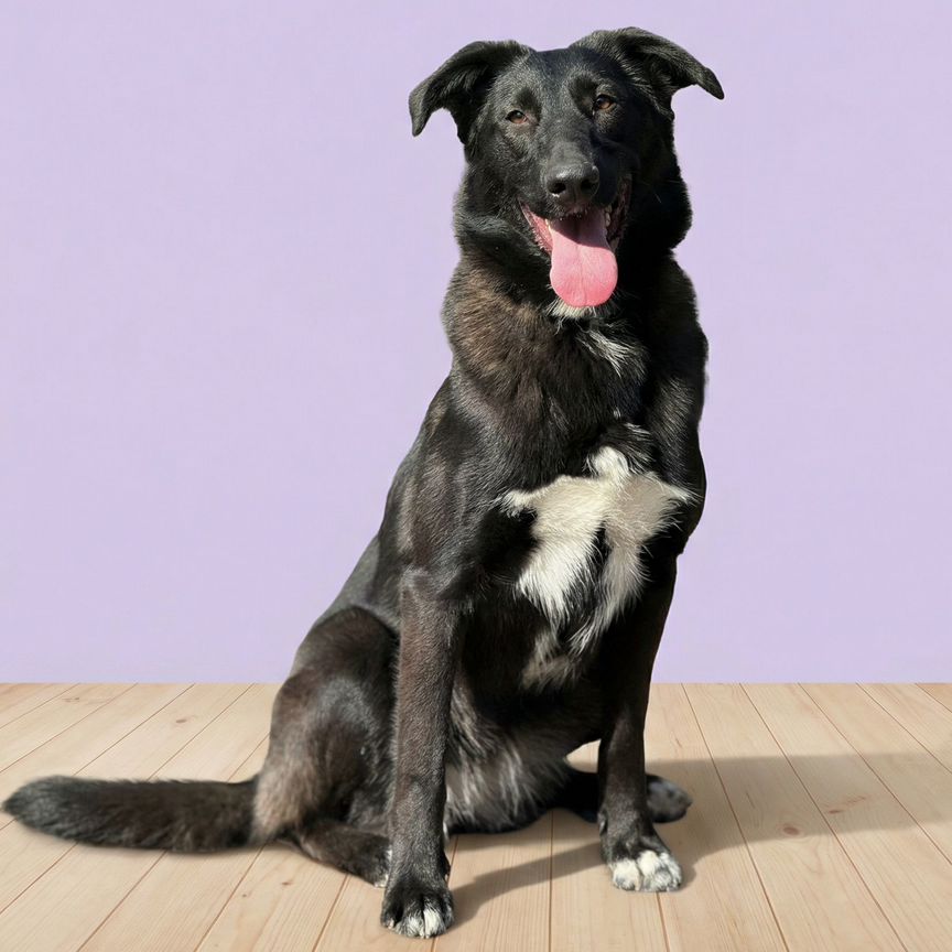 Взрослая собака в добрые руки